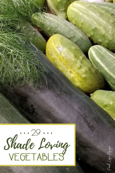 29 Vegetables That Grow In Shade Food Life Design
