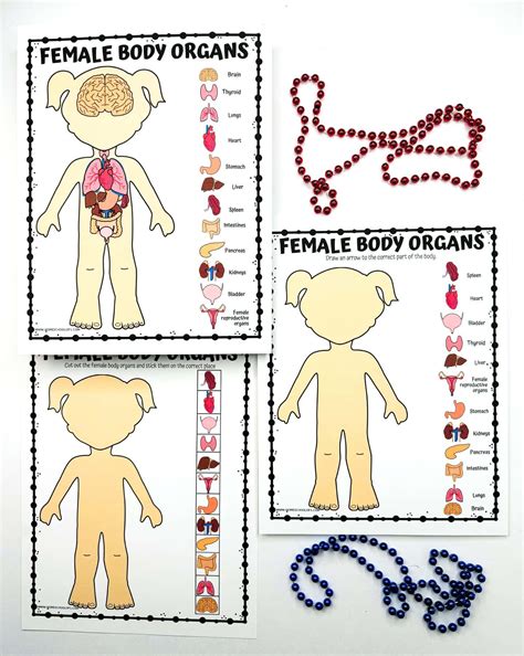 Human Body Organs Worksheet Inside My Body
