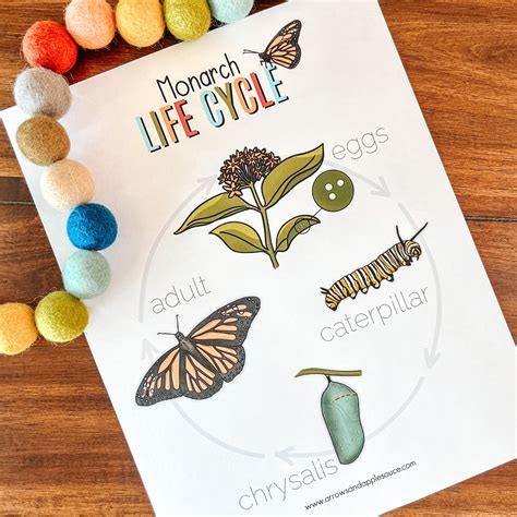 Monarch Butterfly Life Cycle Coloring Page