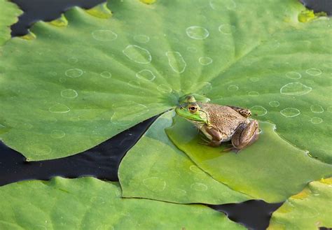 Frog Toad Amphibian Lilly Free Photo On Pixabay Pixabay