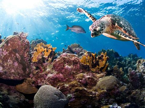Hawksbill Sea Turtle Habitat Latest Assessment Of Hawksbill Turtles In