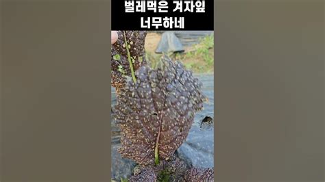 벌레가 나무 좋아하는 겨자잎 겨자 약초도시농부 텃밭 Youtube