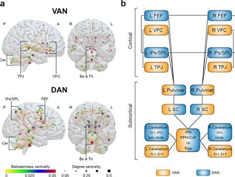 Graph Theory Analysis And Anatomical Model Of The Van And Dan A Graph