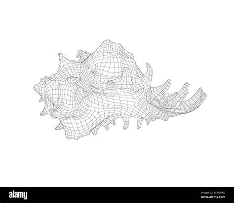 Wireframe Spiral Conch Sea Shell Sketch Style Vector Illustration