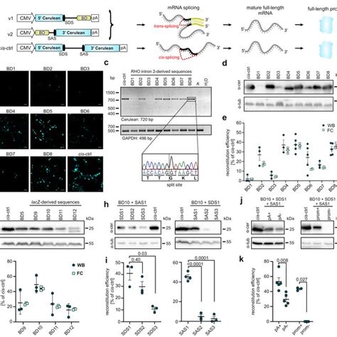 Development And Optimization Of Mrna Trans Splicing In Vitro A