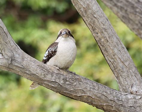 Laughing Kookaburra Location The Royal Botanic Gardens Flickr