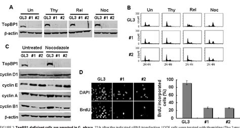 Figure 2 From Human Topbp1 Participates In Cyclin E Cdk2 Activation And