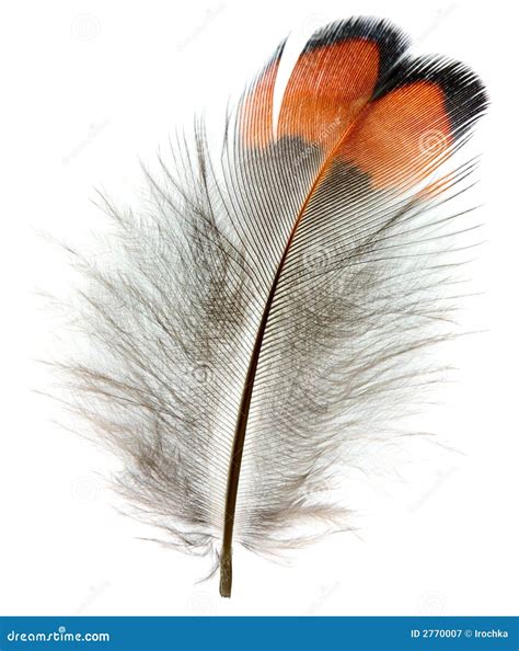 Pheasant Feather Stock Image Image Of Intricate Feathery 2770007
