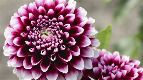National Flower Of Mexico Discover The National Flower Of Mexico The
