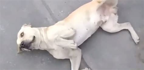Randy El Perro Que Impidió Un Asalto En Gasolinera De Tamaulipas