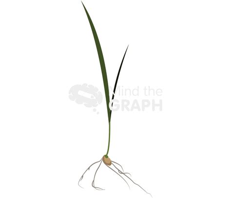 Wheat Seedling 10 Day Old