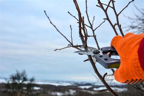 Pruning Trees By Pruning Shears Stock Image Image Of Secateurs