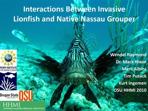 Ppt Interactions Between Invasive Lionfish And Native Nassau Grouper