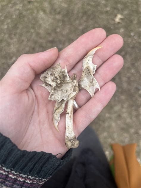 Id Small Bones In Maine R Bonecollecting
