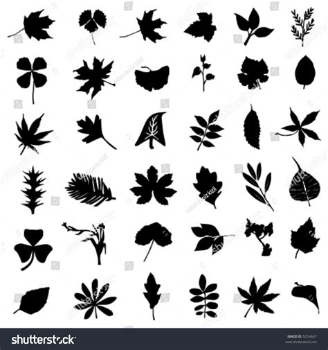 Collection Leaf Flower Vector Stock Vector Royalty Free Shutterstock