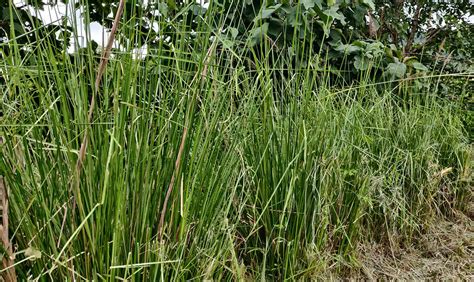 Versatility Of Vetiver Grass Learn How To Grow And Use This Ancient