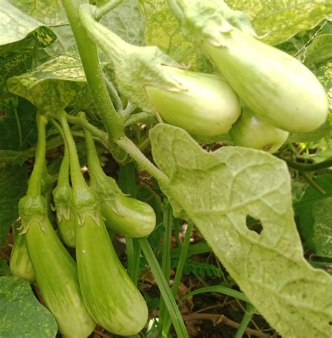 ပဒေသာခရမ်းပင်စိုက်ပျိုးသူများ အသီးများခူးယူရောင်းချချိန်ဖြစ်၍ မိသားစုအတ