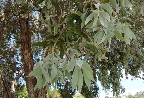 Melaleuca Dealbata Myrtaceae Native Plants Queensland Townsville Branch