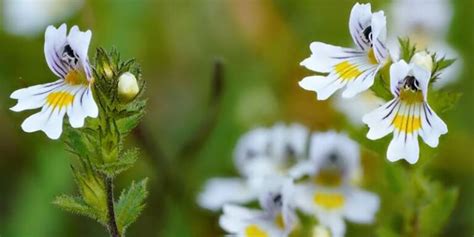 Eufrasia Specifiche E Proprietà