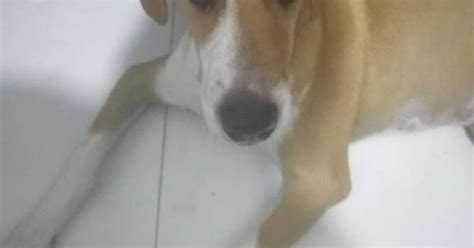 Perrito Esboser Album On Imgur