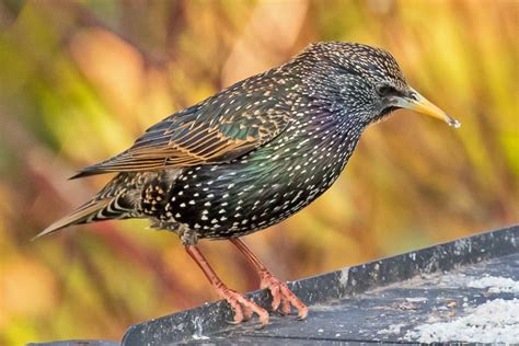 Common Starling The Australian Museum