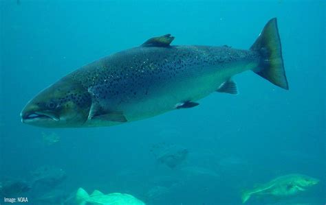 Atlantic Salmon Naturerules1 Wiki Fandom
