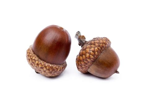 Different Types Of Nuts