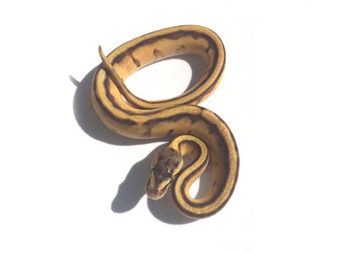 Morph List World Of Ball Pythons