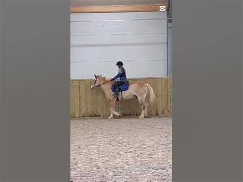 A Few Weeks Ago Fypシ゚ Horse Equestrian Horsegirl Trot Riding