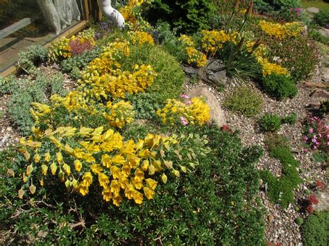Tropaeolum Polyphyllum Alpinesdk
