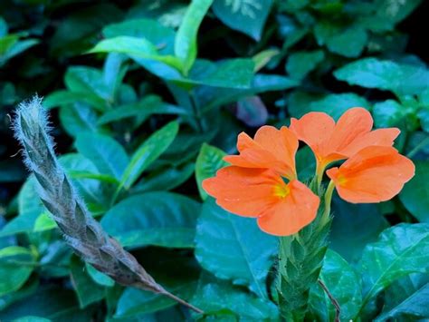 Premium Photo Plant Part In Lam Tin