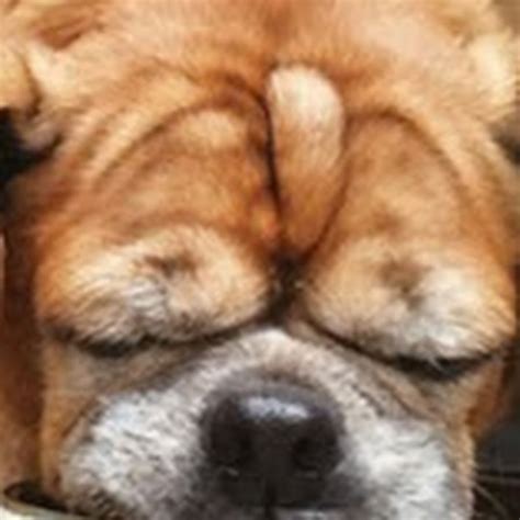 2002 Vexation Youtube