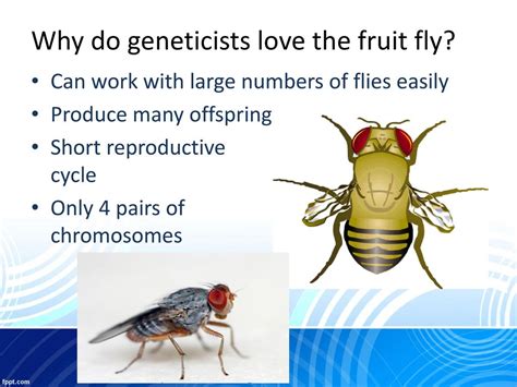 Introduction To Genetics Ppt Download