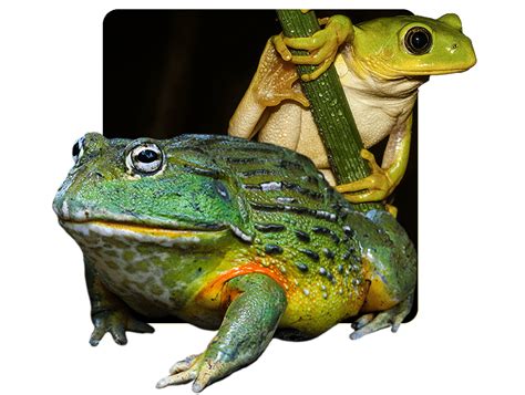 Home ConservaciÓn Anfibios