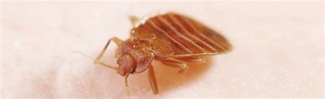 Residential Pest Control Rodent Control Plymouth Ma