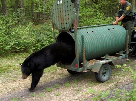 Live Bear Trap