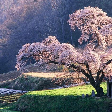Japán Virágzó Cseresznye Prunus Serrulata Fajták 11 999 Ft