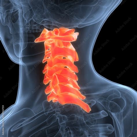 Spinal Cord Vertebral Column Cervical Vertebrae Of Human Skeleton