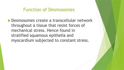 Desmosomes And Hemidesmosomes Pptx