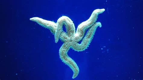 13 Fun Facts About Starfish That Youve Probably Never Heard The Fact