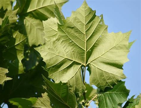 Sycamore Tree Ultimate Guide 6 Types Facts Seeds Leaves And More