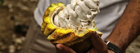 Decoding The Cocoa Bean A Deep Dive Into Value Chart Evaluation How