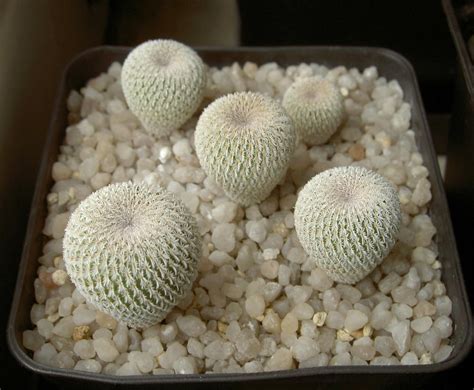 Epithelantha Micromeris Pictures