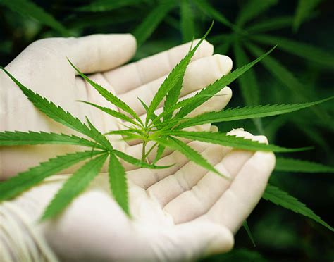 What Is Hhc What To Know About The Hhc Cannabinoid Urb