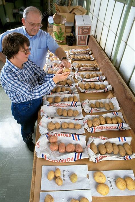 Genetically Modified Potatoes Stock Image C0016016 Science Photo
