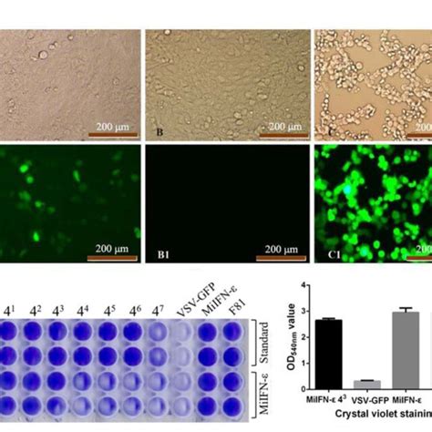 Figure Fluorescence And Crystal Violet Staining Results Of The
