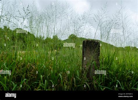 A Concrete Column Stands Isolatd Among Tall Gunea Grass With Stems Of