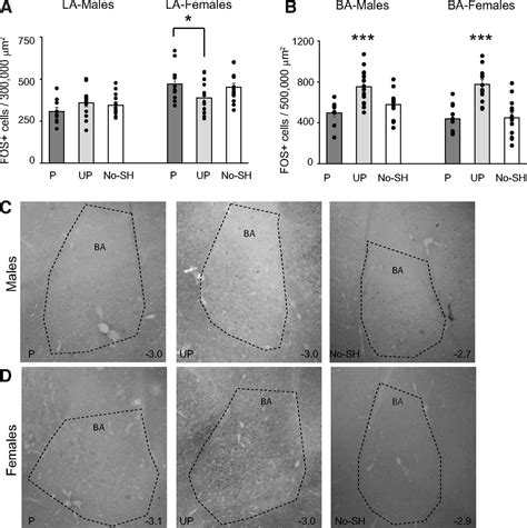 Sex Differences In Bnst And Amygdala Activation By Contextual Cued And Unpredictable Threats