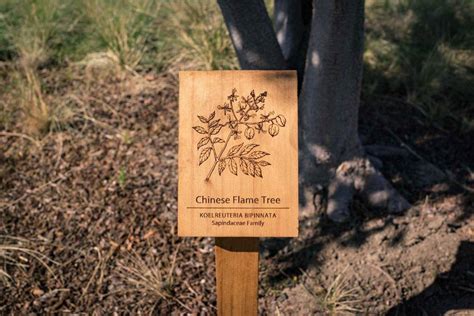 Botanical Illustration Identification Signage Chinese Flame Tree