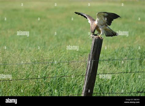 Swainsons Hawk With A Pocket Gopher It Caught In A Field In Oregons
